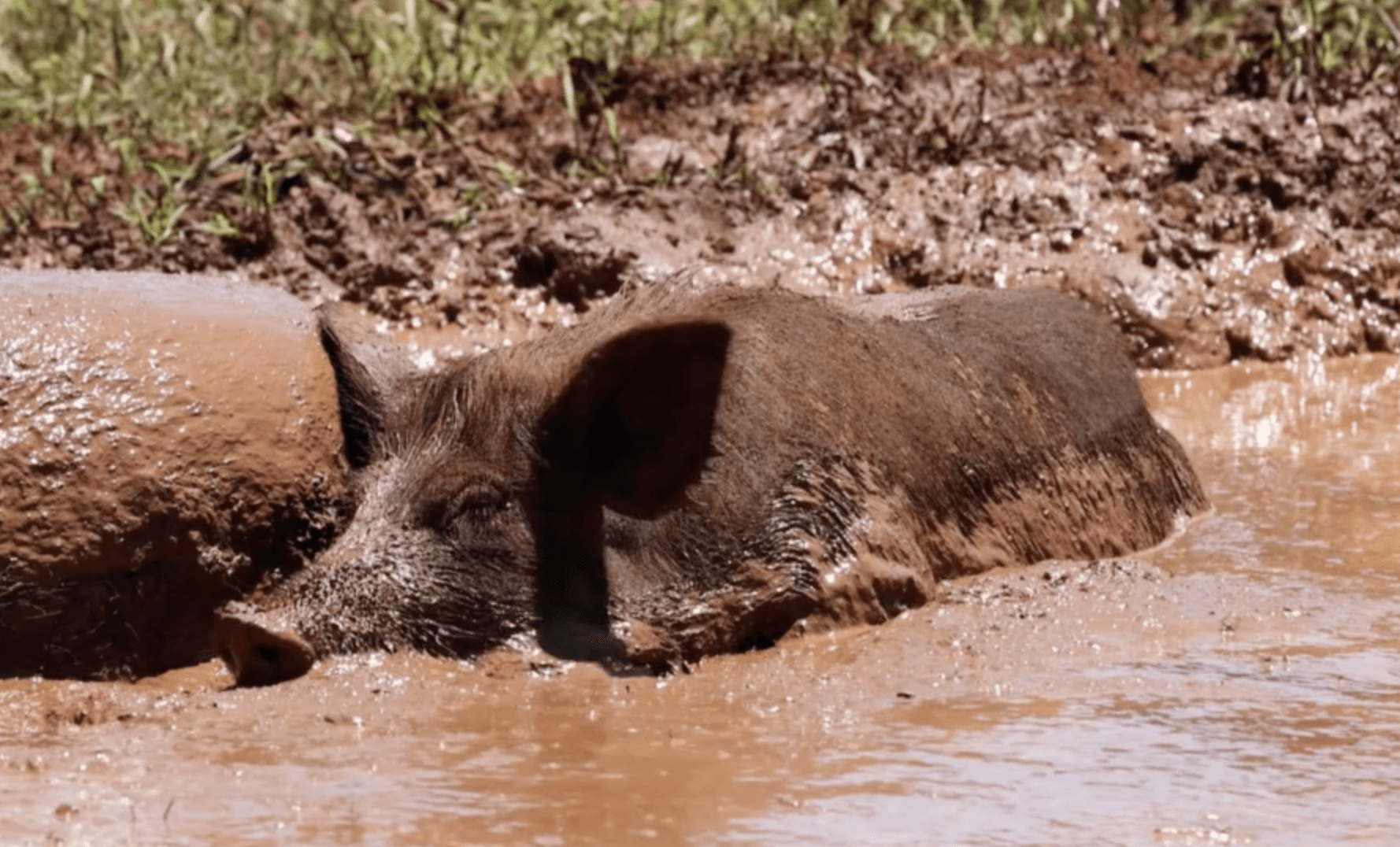 5 expressions idiomatiques étonnantes utilisées par les Anglais ...